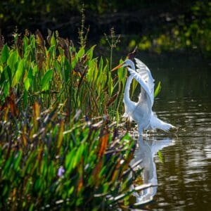 How Does Wetland Restoration Work? A Detailed (& Easy) Guide