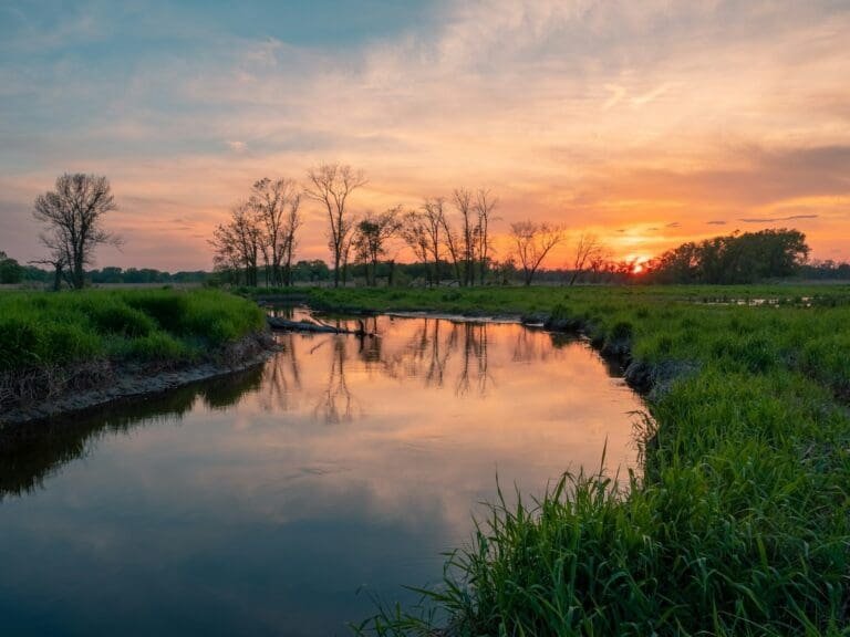 How Does Wetland Restoration Work? A Detailed (& Easy) Guide