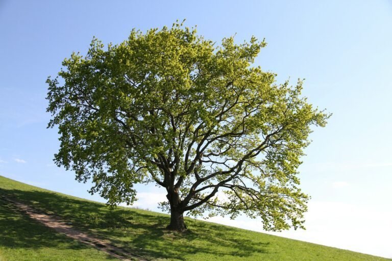 How To Keep Trees Safe During Construction Projects?