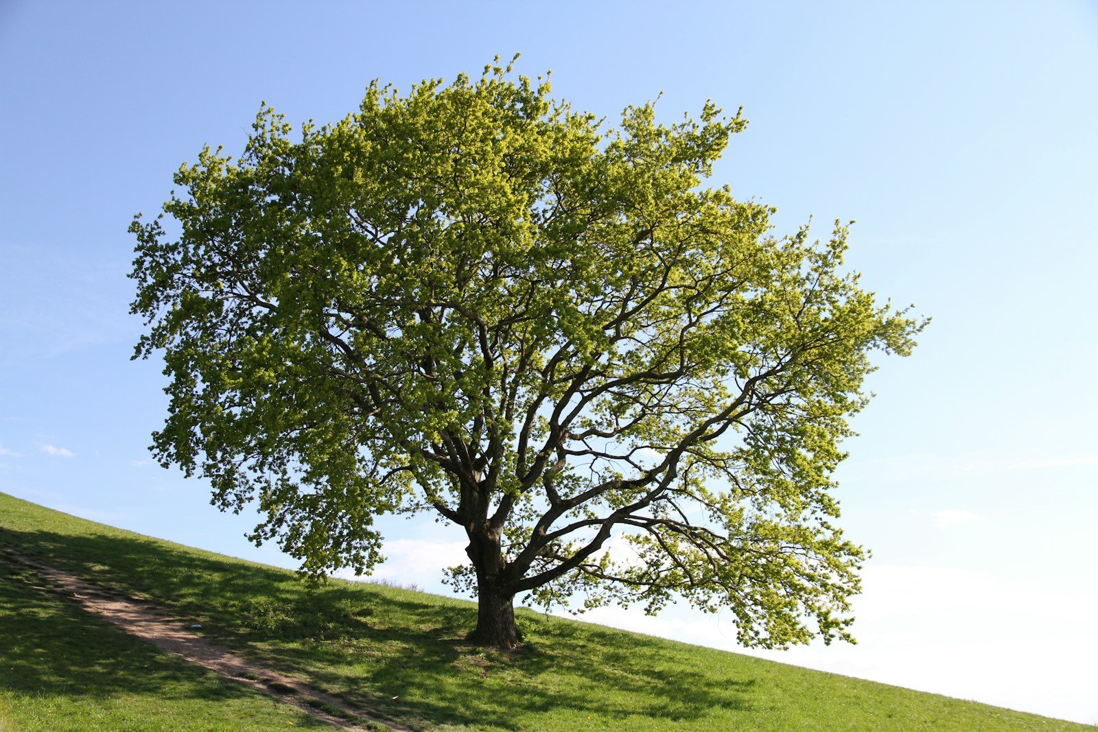 How To Keep Trees Safe During Construction Projects?